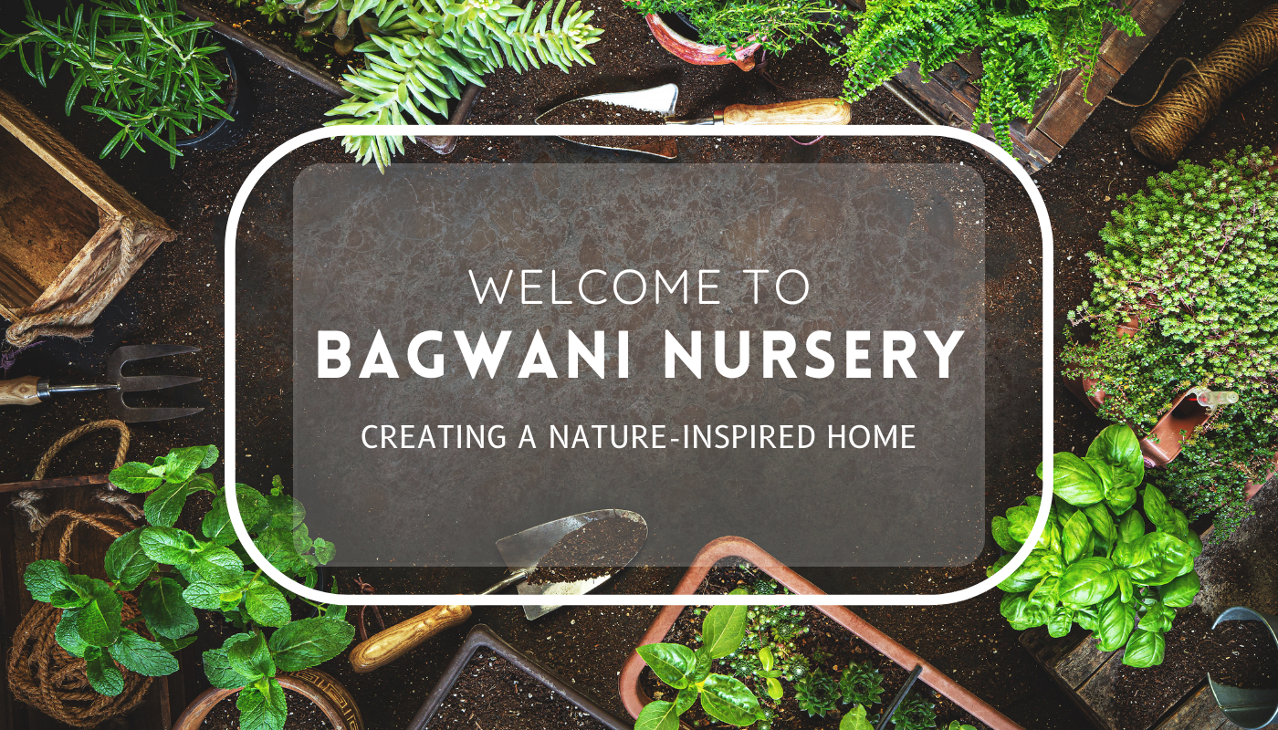Best Plant Nursery in Saharanpur | Wholesale Plant Supplier