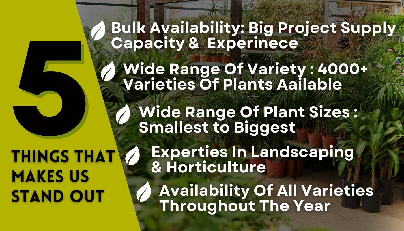 Best Plant Nursery In Saharanpur Wholesale Plant Supplier