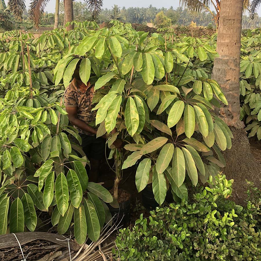 Brassia Actinophylla - Bagwani Nursery-India's Largest Online Wholesale ...