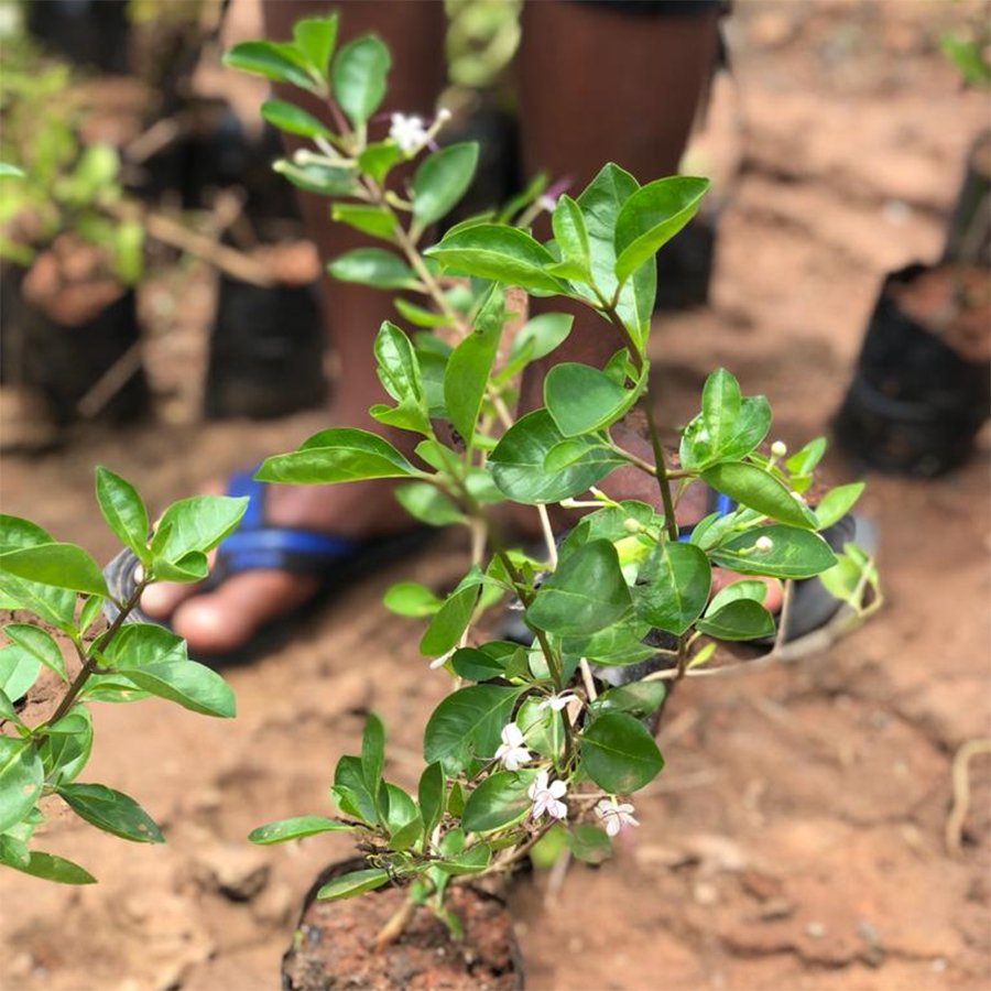 Clerodendrum inerme - Bagwani Nursery-India's Largest Online Wholesale ...