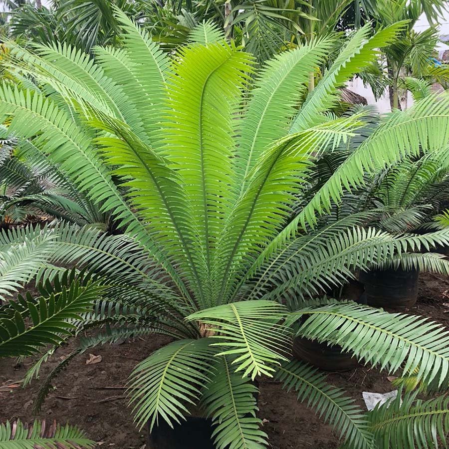 Cycas Dioon - Bagwani Nursery-India's Largest Online Wholesale Plant ...