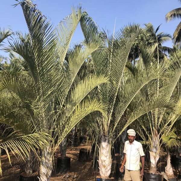 Dypsis decaryi (Triangular palm) - Bagwani Nursery-India's Largest ...