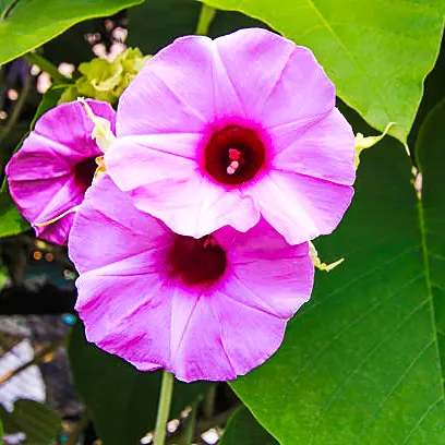 Argyreia Nervosa, Elephant Creeper Plant - Bagwani Nursery-India's ...