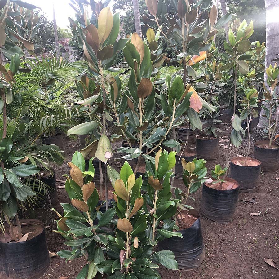 Magnolia Grandiflora - Bagwani Nursery-India's Largest Online Wholesale ...