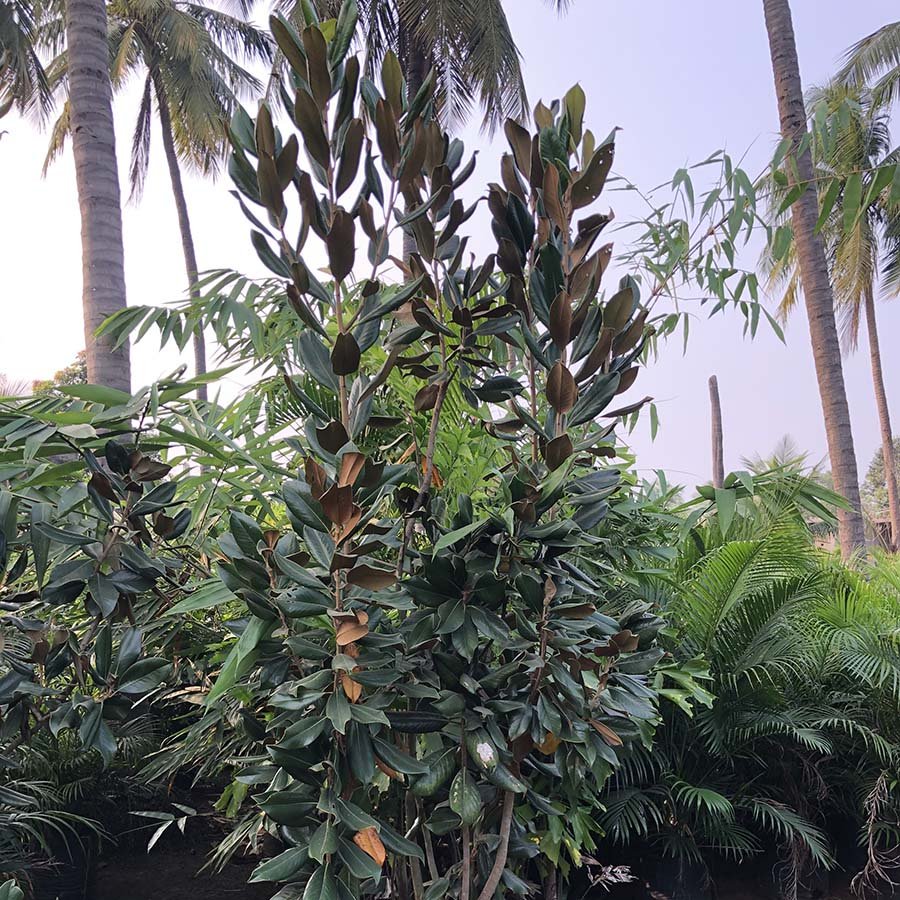 Magnolia Grandiflora - Bagwani Nursery-India's Largest Online Wholesale ...