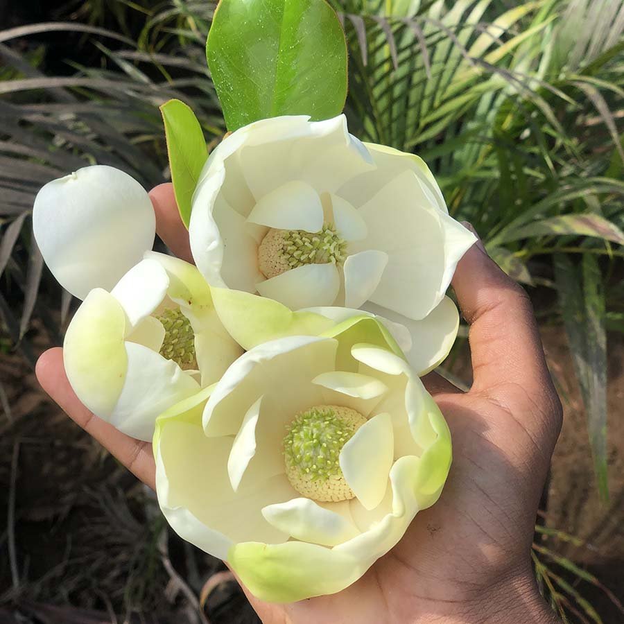 Magnolia Grandiflora - Bagwani Nursery-India's Largest Online Wholesale ...