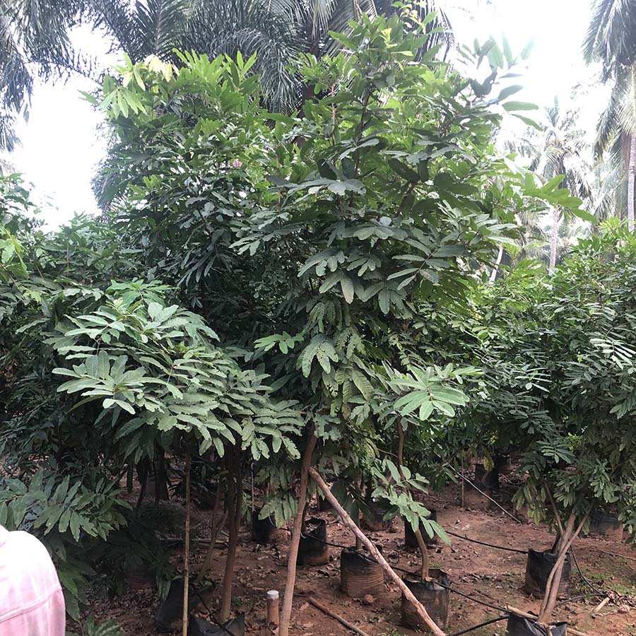 Saraca Indica - Bagwani Nursery-India's Largest Online Wholesale Plant ...