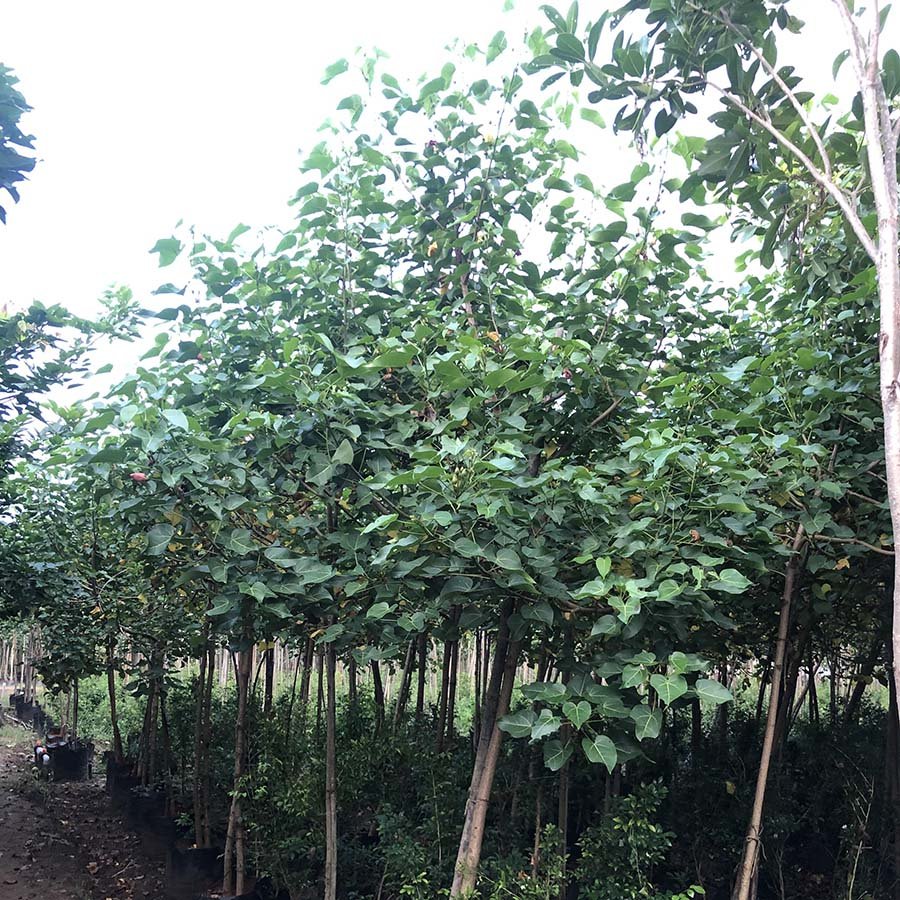 Thespesia Populnea (Portia Tree) - Bagwani Nursery-India's Largest ...