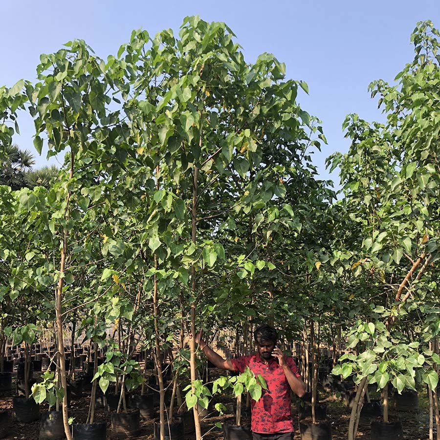 Thespesia Populnea (Portia Tree) - Bagwani Nursery-India's Largest ...