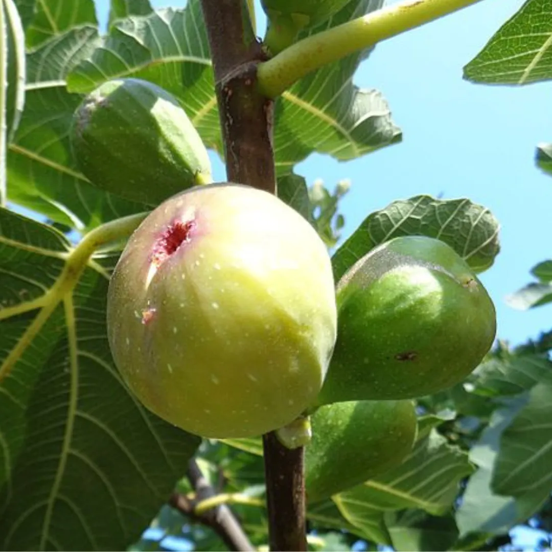 Anjeer Plant â€“ Indian Fig, Common fig - Bagwani Nursery-India's ...
