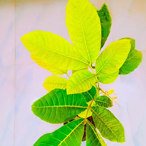 Schleichera Oleosa, Kusum tree - Bagwani Nursery-India's Largest Online ...