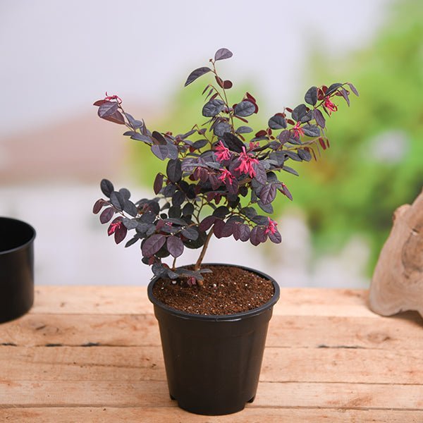 Loropetalum, Chinese Fringe Bush - Plant - Bagwani Nursery-India's ...