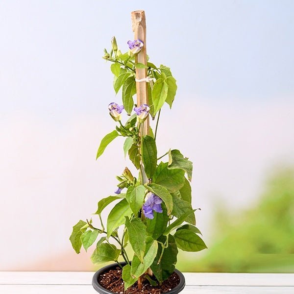 Thunbergia Laurifolia - Plant - Bagwani Nursery-India's Largest Online ...