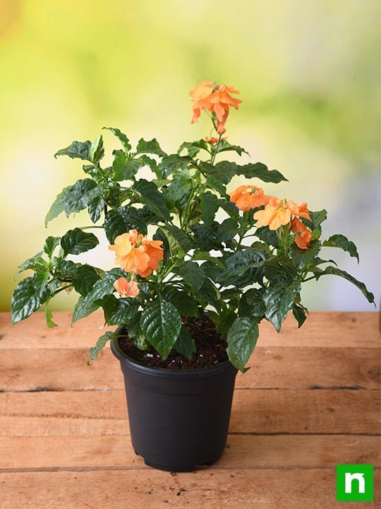 Abuli, Firecracker Flower - Plant - Bagwani Nursery-India's Largest ...