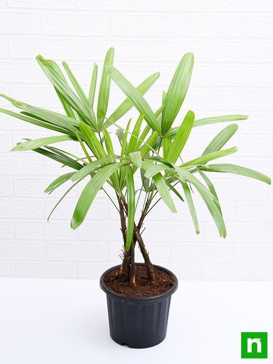 Raphis Palm, Lady Palm - Plant - Bagwani Nursery-India's Largest Online ...