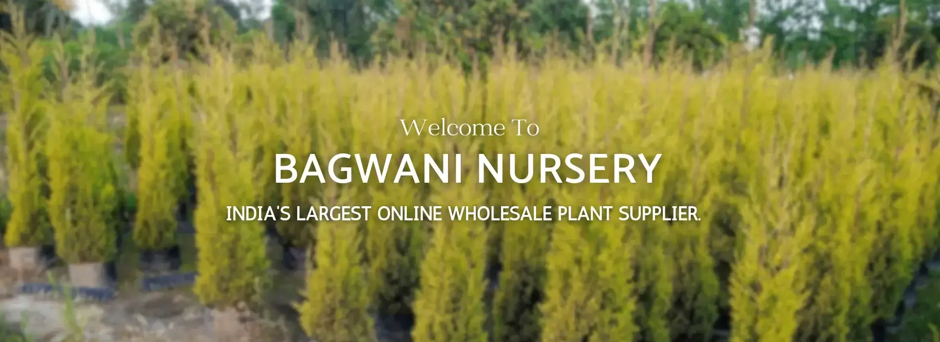 Bagwani Nursery - India's Largest Online Wholesale Plant Supplier