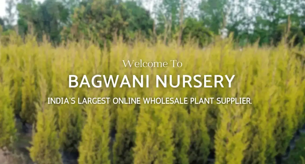 Bagwani Nursery - India's Largest Online Wholesale Plant Supplier
